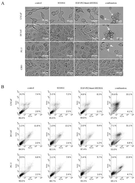 Induction Of Apoptosis And Necrosis In Prostate Cancer Cells After Download Scientific Diagram