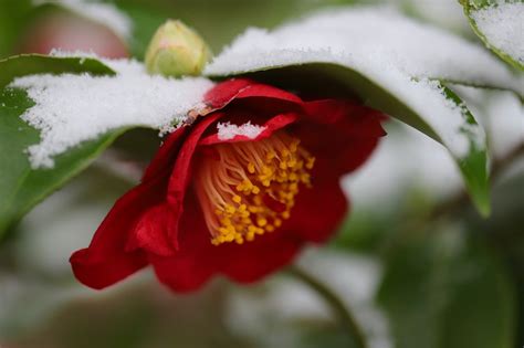 4월 29일의 탄생화 동백나무camellia 365일의 모든 것