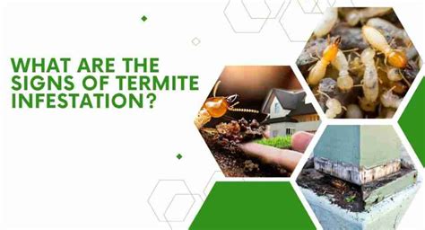 Top 5 Termite Inspection Tips In Canberra Act