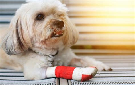 Pododermatitis En Perros Causas Síntomas Y Tratamiento Médico