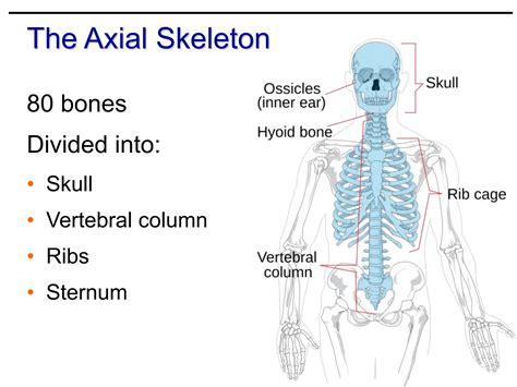 The Skeletal System The Functions Of Bone Classification And Structures Of Bones Axial