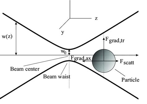 Modeling Of Trapping Force Exerted On Particle Located In A Focused Download Scientific Diagram