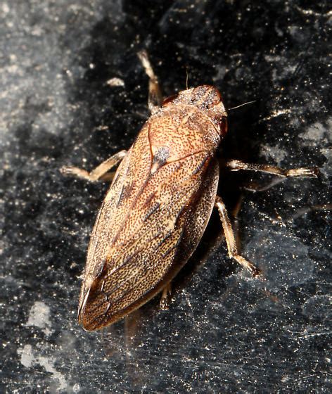 Aphrophoridae Pine Spittlebug Aphrophora Cribrata Bugguide Net