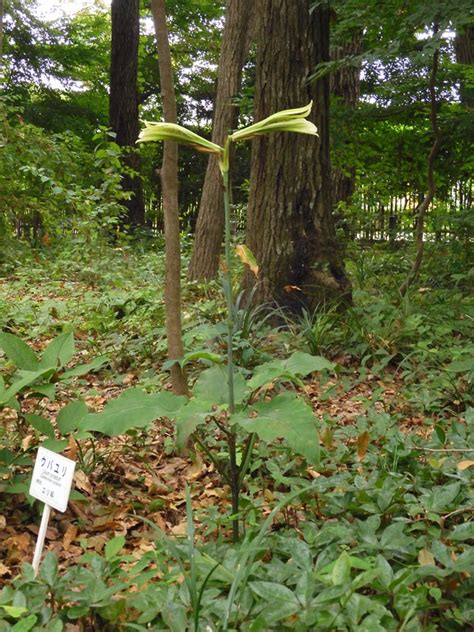 夏のユリ ヤマユリオニユリウバユリ東京都薬用植物園2023 7月中旬撮影の花 K U R A D A S H I