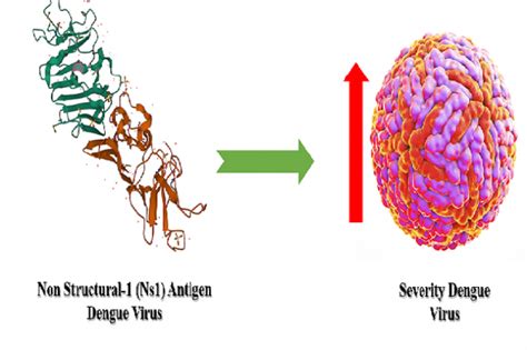 Dengue Fever Virus Structure