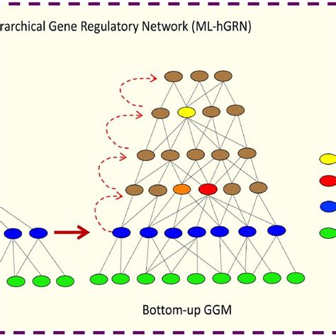 illustration of how to construct a multilayered hierarchical gene download scientific diagram