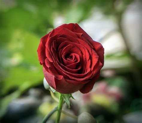 La rosa en la historia | Plantas