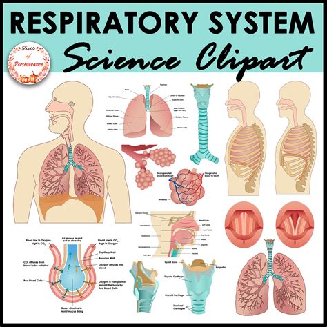 Simple Respiratory System Diagram Labeled