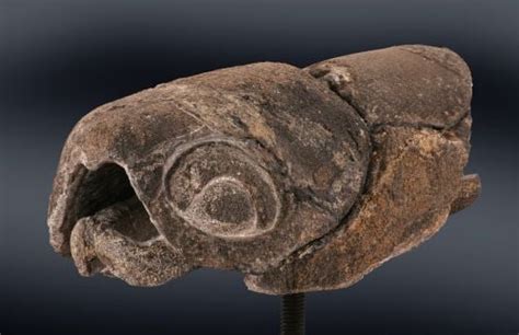 Placoderm Fossil R Fakefossilid