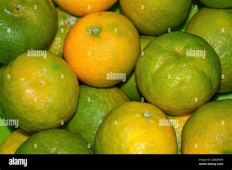 Green Tangerine Fruit