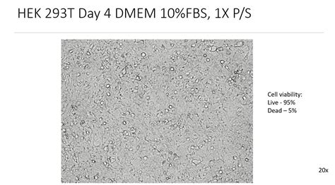 Cell Culture Isolation Control Experiment
