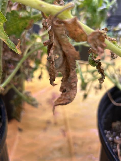 Annotation Group Disease Plant Instance Segmentation Dataset And Pre Trained Model By Kalon