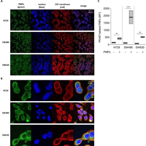 The Internalization Of Platelet Derived Microparticles By Colorectal Download Scientific