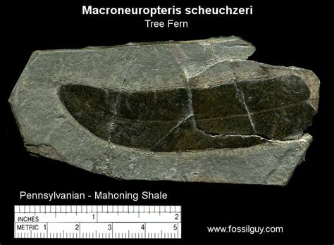 Carboniferous Fossil Fern Identification