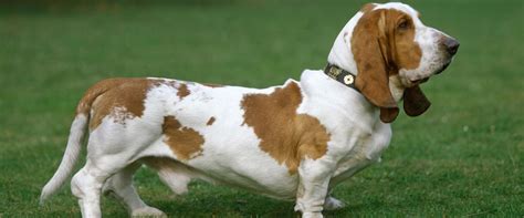 Basset Hound Guide Complete Breed And Care Information
