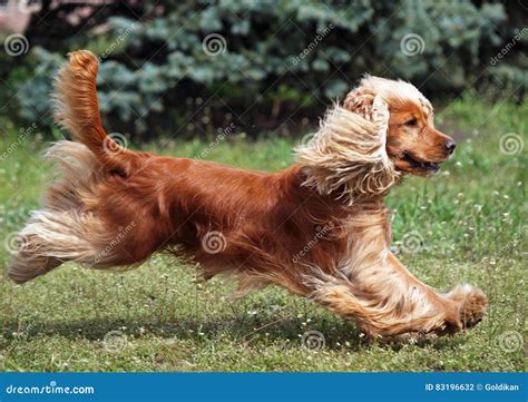 Cocker Spaniel Marrone Corrente Fotografia Stock Immagine Di Spaniel