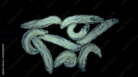Stockvideo Worm Like Larvae Of A Fly Midge Insect Of The Order Diptera Under A Microscope