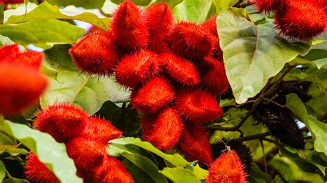 What Is Achiote And How Is It Used
