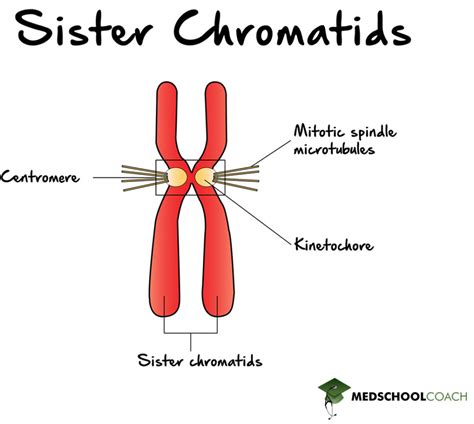 Mitosis Mcat Biology Medschoolcoach
