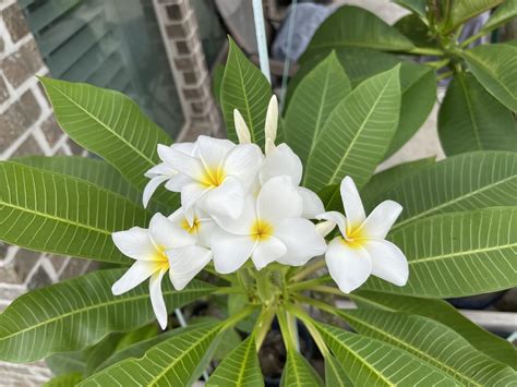 My Fav I Think Close Your Eyes Take A Big Whiff Omg Transported To A Tropical Island In