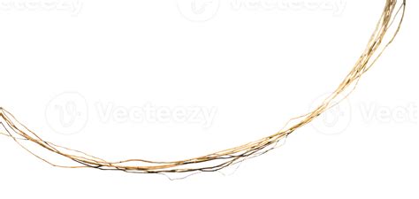 Natural Hanging Tree Root Element Isolated 25254284 Png