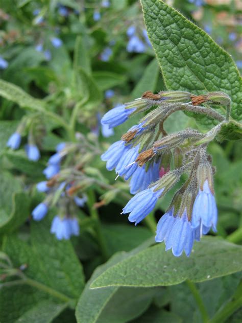 Symphytum ‘Hidcote Blue’ - Lambley Nursery