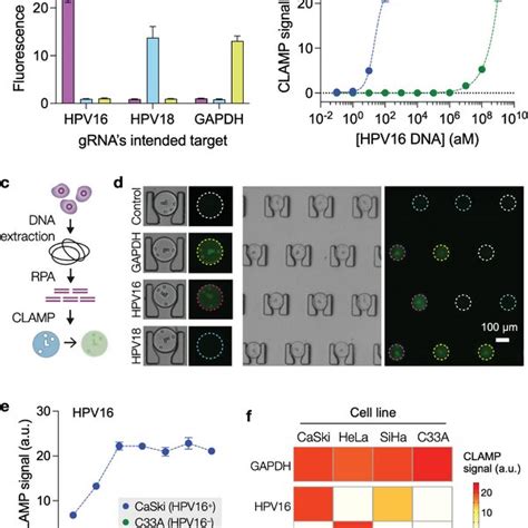 Overview Of The Multiplexed Clamp Assay I Spatially‐coded Hydrogel