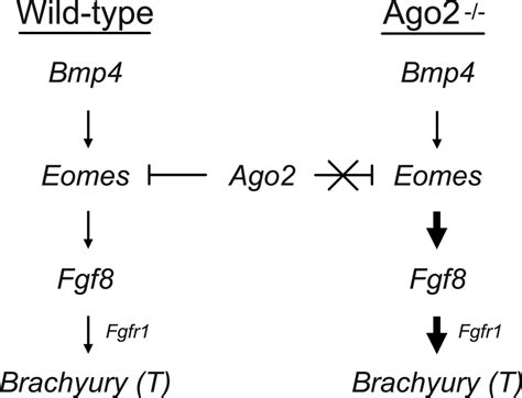 A Working Model For Brachyury T Induction At The Commencement Of