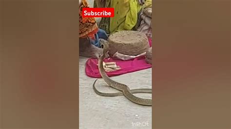 সাপ খেলা এটা পদ্ম কেউটে সাপ Short Viral Shots Trending Shots Youtube