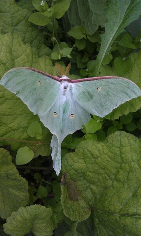 9 Luna Moth Symbolism And Spiritual Meaning Updated