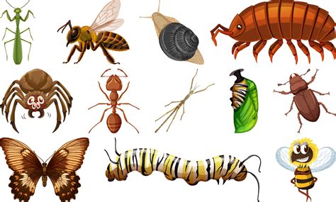 Colección De Diferentes Tipos De Insectos 13174000 Vector En Vecteezy