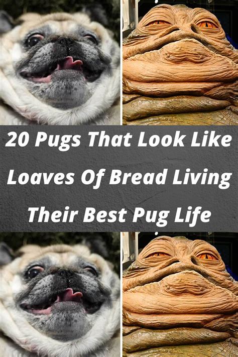 20 Pugs That Look Like Loaves Of Bread Living Their Best Pug Life Artofit