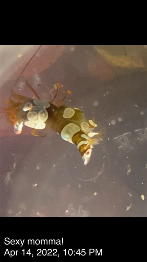 Sexy Shrimp Larvae Rearing Adventure Boston Reefers Society