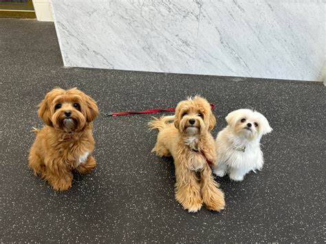 말티푸말티즈 아리콩이아찌 대형견임시보호 소형견임시보호 고양이임시보호 유기견특징 유기묘특징 강아지특징 소형견특징 중형견특징