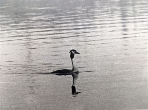 David Tipling From Amateur To Professional Nature Ttl