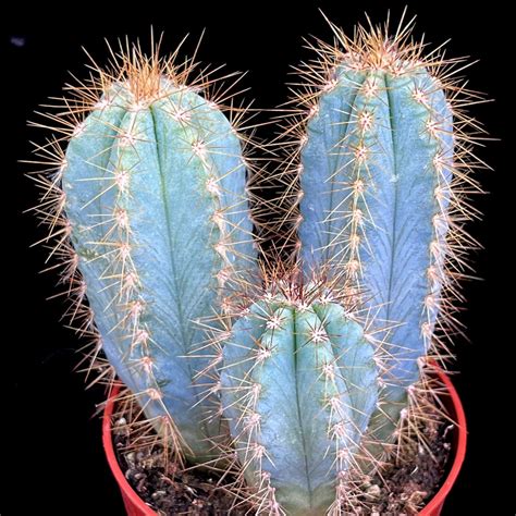 Pilosocereus Azureus Cactus Seeds Pilosocereus Azureus