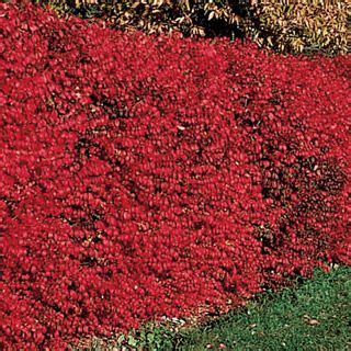 Best Images About Zone Trees And Shurbs On Pinterest Trees And Shrubs Trees And White