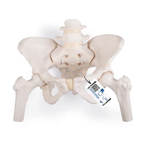 Mounted On A Base Life Size Flexible Anatomically Accurate Hip Bones With Femur Surrounding