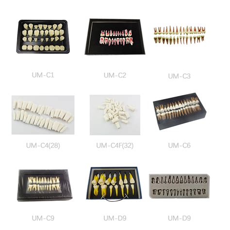 Wholesale Extracted Teeth Model Umgroup