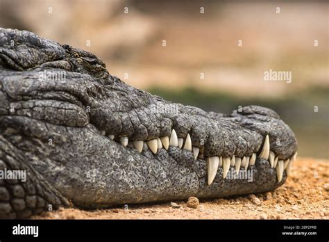 Nile Crocodile Crocodylus Niloticus Close Up Detail Of Teeth Of The