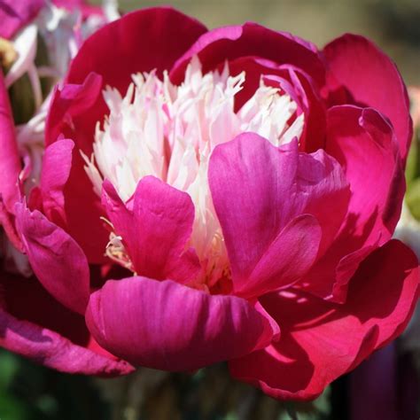 Пион Уайт Кэп 1 шт. – купить в питомнике Дирижер Сада