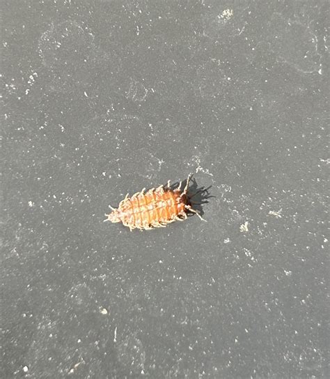 Whats This Bug Inside My Compost Bin R Whatsthisbug