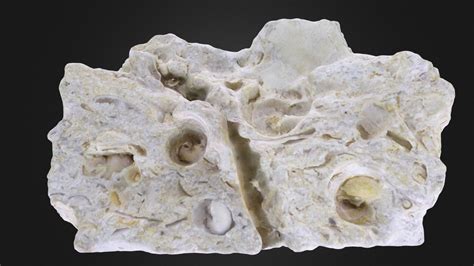 Fossiliferous Limestone Sedimentary Rock