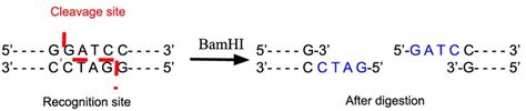 Bamhi Restriction Enzyme Laboratory Notes