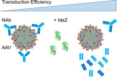 Rescuing Aav Gene Transfer From Neutralizing Antibodies