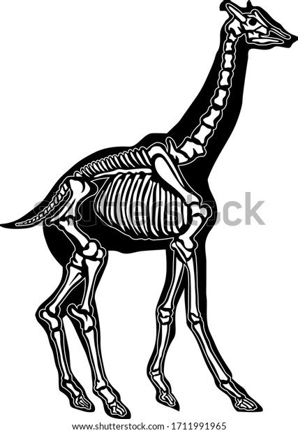 기린 뼈 구조 52개가 넘는 로열티 프리 라이선스 대상 스톡 일러스트 및 그림 Shutterstock