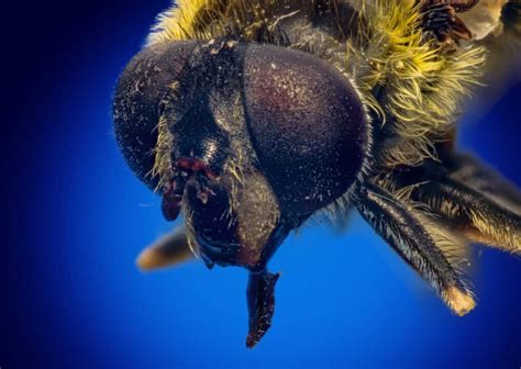 6 Natural Leaf Beetle Predators For Your Garden Pest Pointers