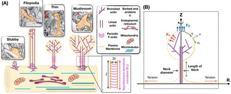 Dendritic Spine Synapse