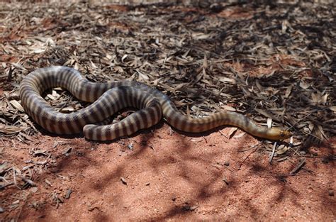 Woma Python Reptiles Of Australia · Inaturalist