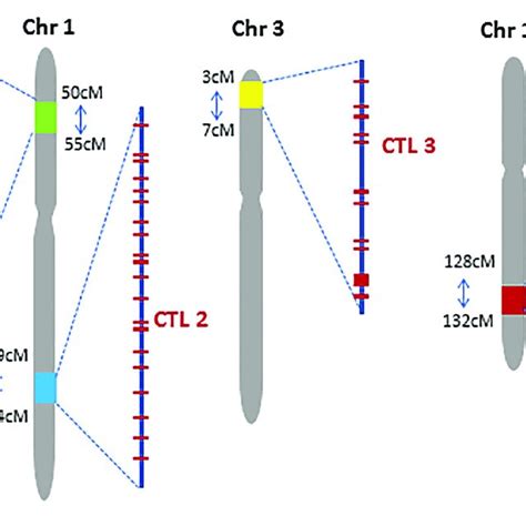 Chromosomal Location Of Four Complex Trait Loci Ctl In The Maize